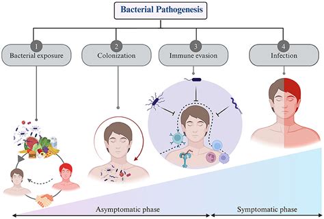 Frontiers Understanding Bacterial Pathogenicity A Closer Look At The
