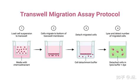 细胞共培养的方法和注意事项 知乎