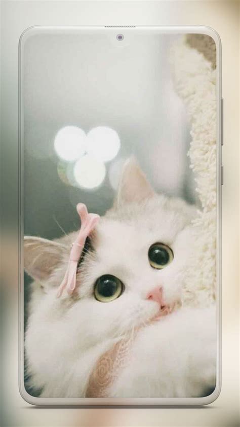 Cute Cat Wallpaper Kitten Wallpapers For Android Download