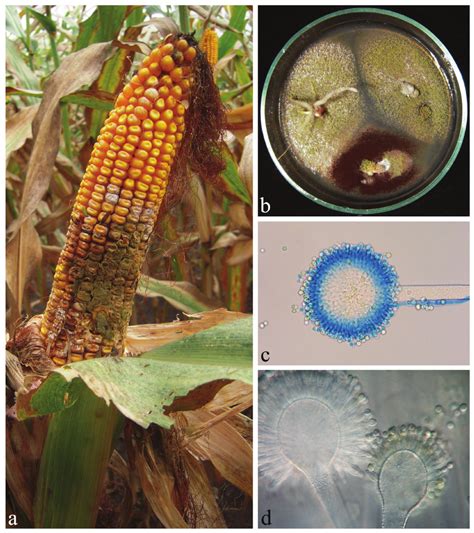 Aspergillus Flavus A Occurrence Of A Flavus On A Maize Cob B