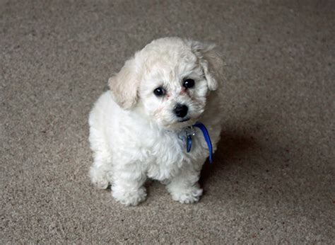 Download A Fluffy White Bichon Frise Looking Into The Camera With Its
