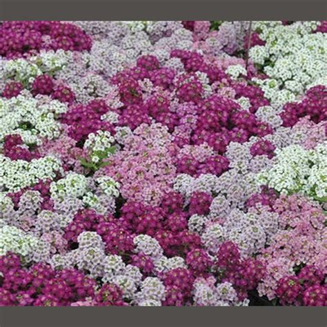 Alyssum Pixie Bright Mix Seeds Dandh Seed Harvest Co