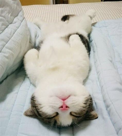 Cat Sleeping On Its Back Sophiekruwcarpenter