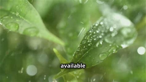 How Tropical Rainforests Regulate Water Cycles And Impact Coffee Farming Youtube