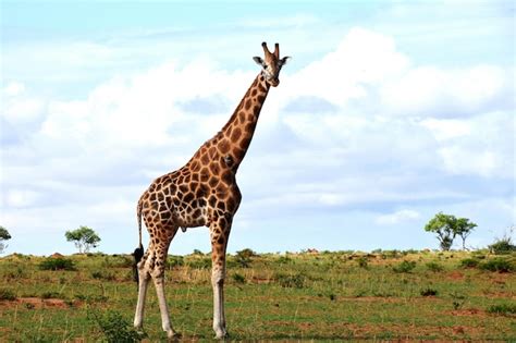 Premium Photo Giraffe Standing On Field Against Sky