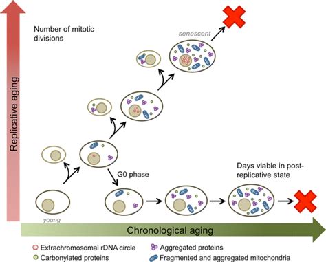 The Chronological And Replicative Aging Models In Yeast The