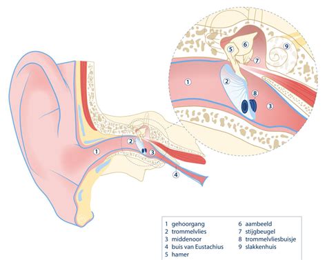 Trommelvliesbuisjes Bij Kinderen Tergooi Mc