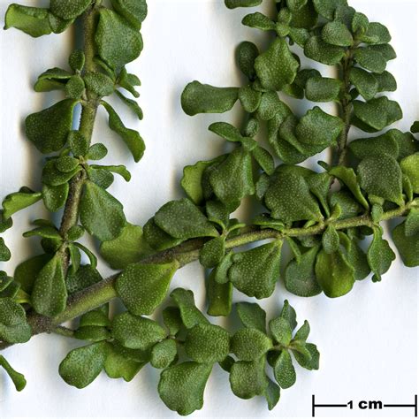 Prostanthera Cuneata Trees And Shrubs Online