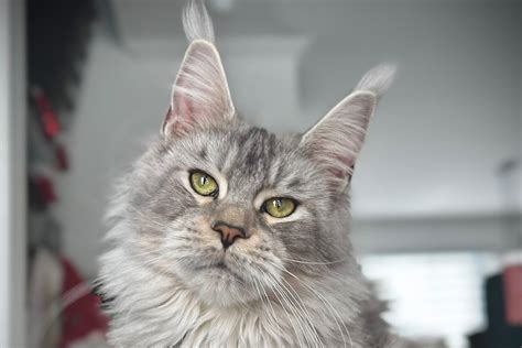 What Physical Characteristics Are Sought In Maine Coon Cats