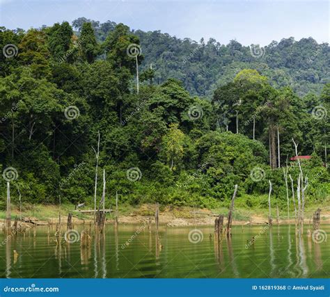 Tropical Rain Forest At Royal Belum State Park Perak Malaysia Stock