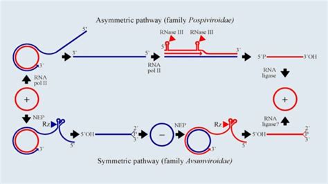 Polio Virus Structure Genome Replicationm Pathogenesis Biology