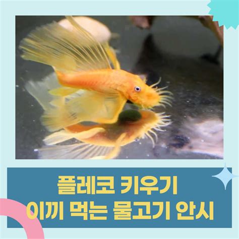 이끼먹는 물고기 안시 네이버 블로그