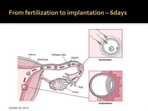 Emergency Contraception Ppt
