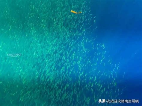 神秘的海洋世界：神奇的 沙丁鱼风暴”，全球仅两个国家才能看到 每日头条