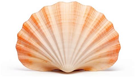 Premium Photo Seaside Elegance Elevated Side View Of Exquisite Sea Shells