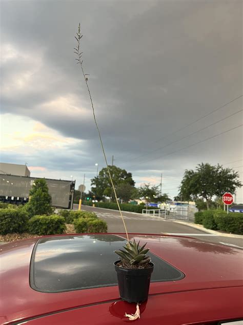 Just A Lil Guy And His Dangly Bits R Succulents