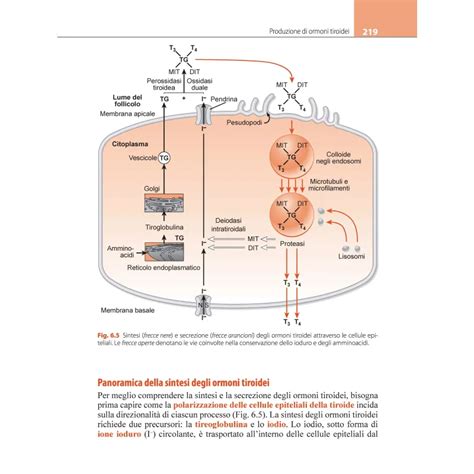 Fisiologia Del Sistema Endocrino E Riproduttivo Bruce A White John