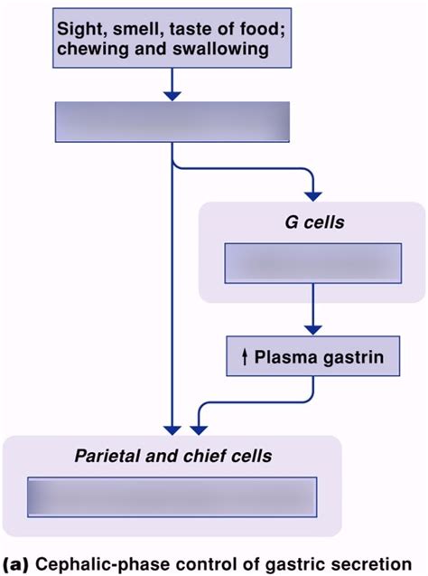 Physiology Test 4 Diagram Quizlet