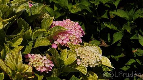 Mophead Hydrangea Hydrangea Macrophylla Magical® Coral In The