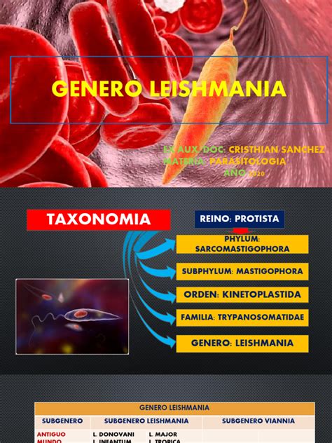 Genero Leishmania Pdf Macrófago Leishmania