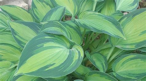 Hosta Varieties 31 Different Types Of Hosta Cultivars Hosta