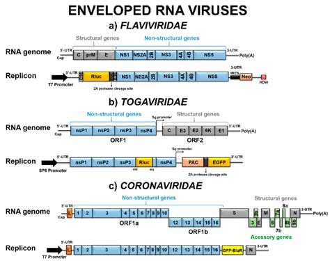Schematic Representation Of Enveloped Rna Viruses Genome And Download Scientific Diagram