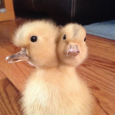 Two Headed Duck Looking Smug Imgur