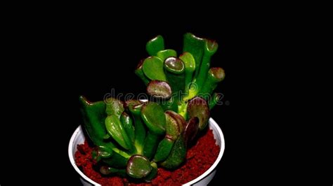 Isolated Crassula Gollum On Dark Background Stock Image Image Of