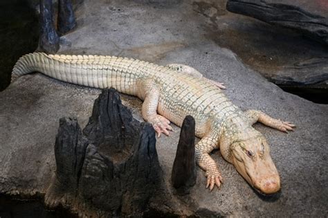 San Francisco Says Goodbye To Beloved Albino Alligator Claude