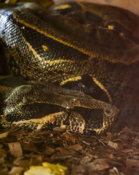 Amazonian Python In Captivity Stock Image Image Of Yellow Tropical 389812791