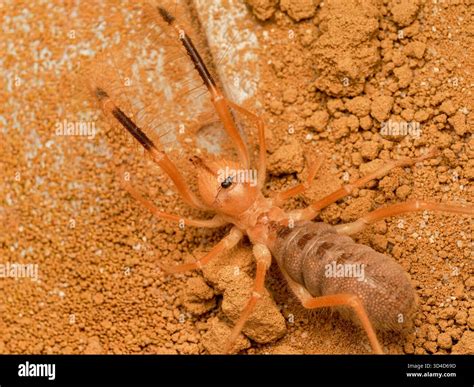 Camel Spider Solifugae Sp A Fast Moving Desert Arachnid