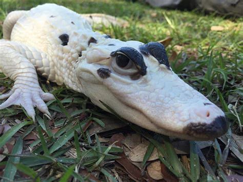 Worlds First Piebald Alligator And Extremely Rare Leucistic Alligator
