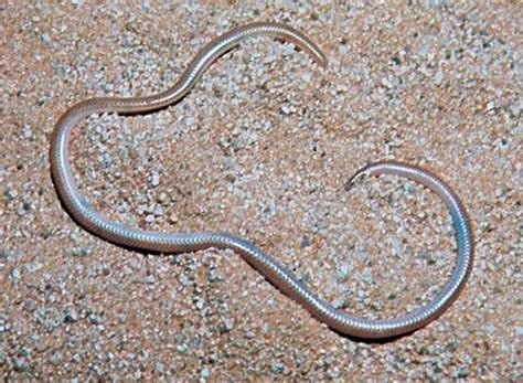 Leptotyphlops Carlae