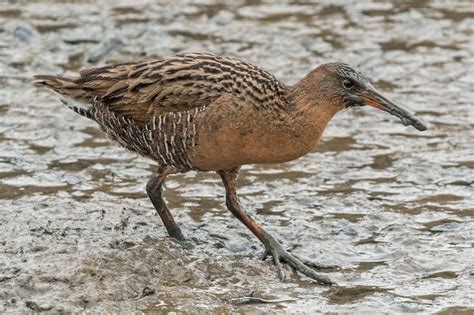 Ridgways Rail Rallus Obsoletus