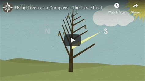 The Tick Effect In Trees The Natural Navigator