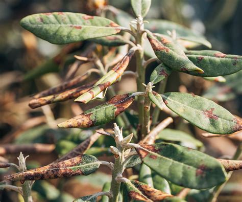 Azalea Diseases