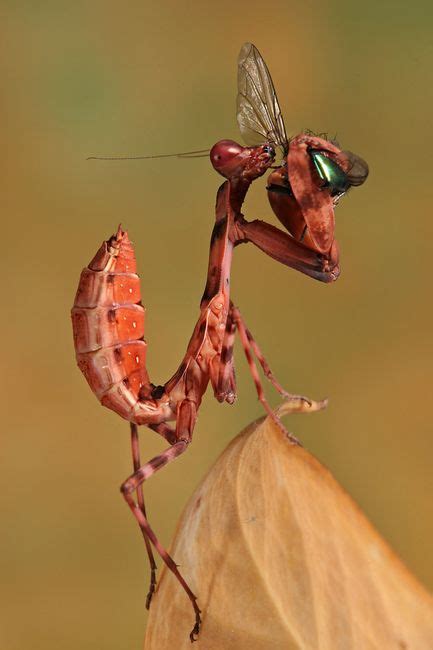Macro Photos Creepy And Cool Alien Looking Bugs