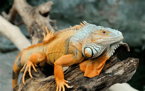 What Do Iguanas Eat Exoticdirect