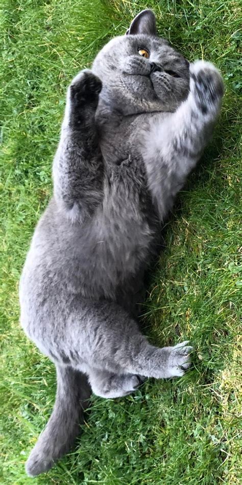 George Kitty Enjoying The Great British Springtime Xx R Aww