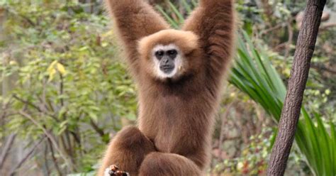 Taken For Granted Gibbon Brachiating