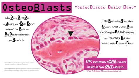 Osteoclasts Vs Osteoblasts