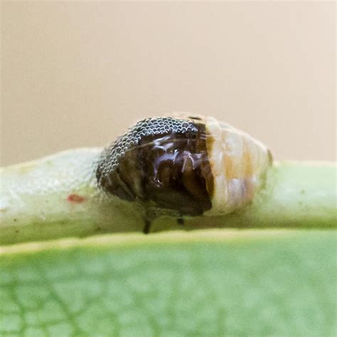 Spittlebug Nymph Clastoptera Bugguidenet