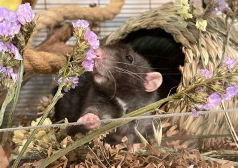 Pet Rat Breed And Varieties Types Of Pet Rats Pictures