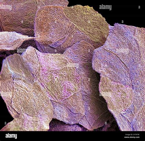 Anatomy Skin Cell Sem Biology Squamous Cell Surface Keratinised Hi Res