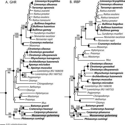 Pdf Chapter 7 A New Genus And Species Of Small ‘tree Mouse Rodentia Muridae Related To