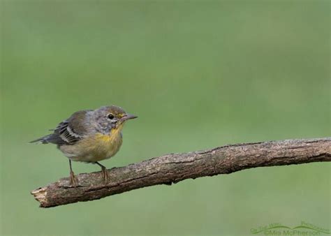 Immature Pine Warbler Images Mia Mcphersons On The Wing Photography