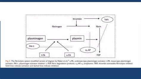 Cell Based Model Of Coagulation Pptx
