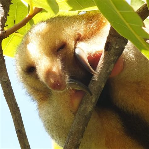 Silky Anteater Best Honorary Weevil Rhonoraryweevils
