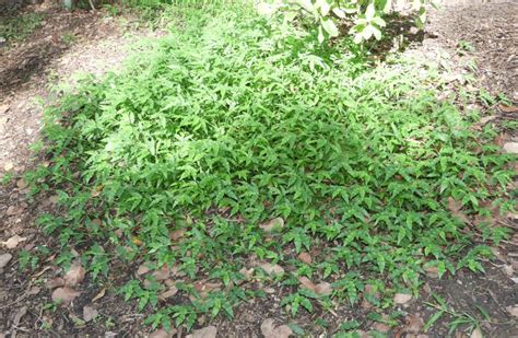 Ottochloa Gracillima”ottochloa” Paten Park Native Nursery