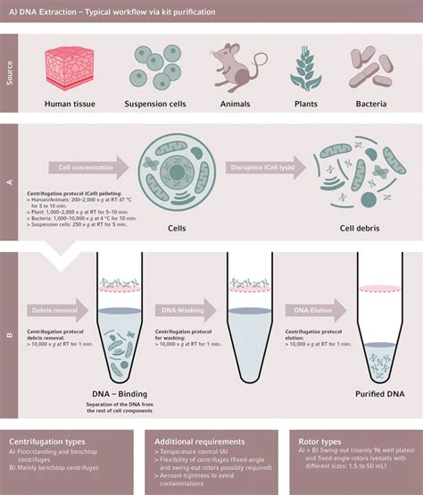 Dna Extraction Workflow Via Kit Purification Life Sciences